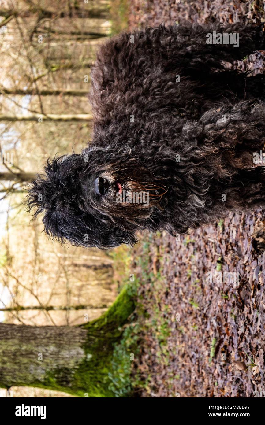 Cute mucky Bouvier des Flandres dog in the woods on a sunny day Stock ...