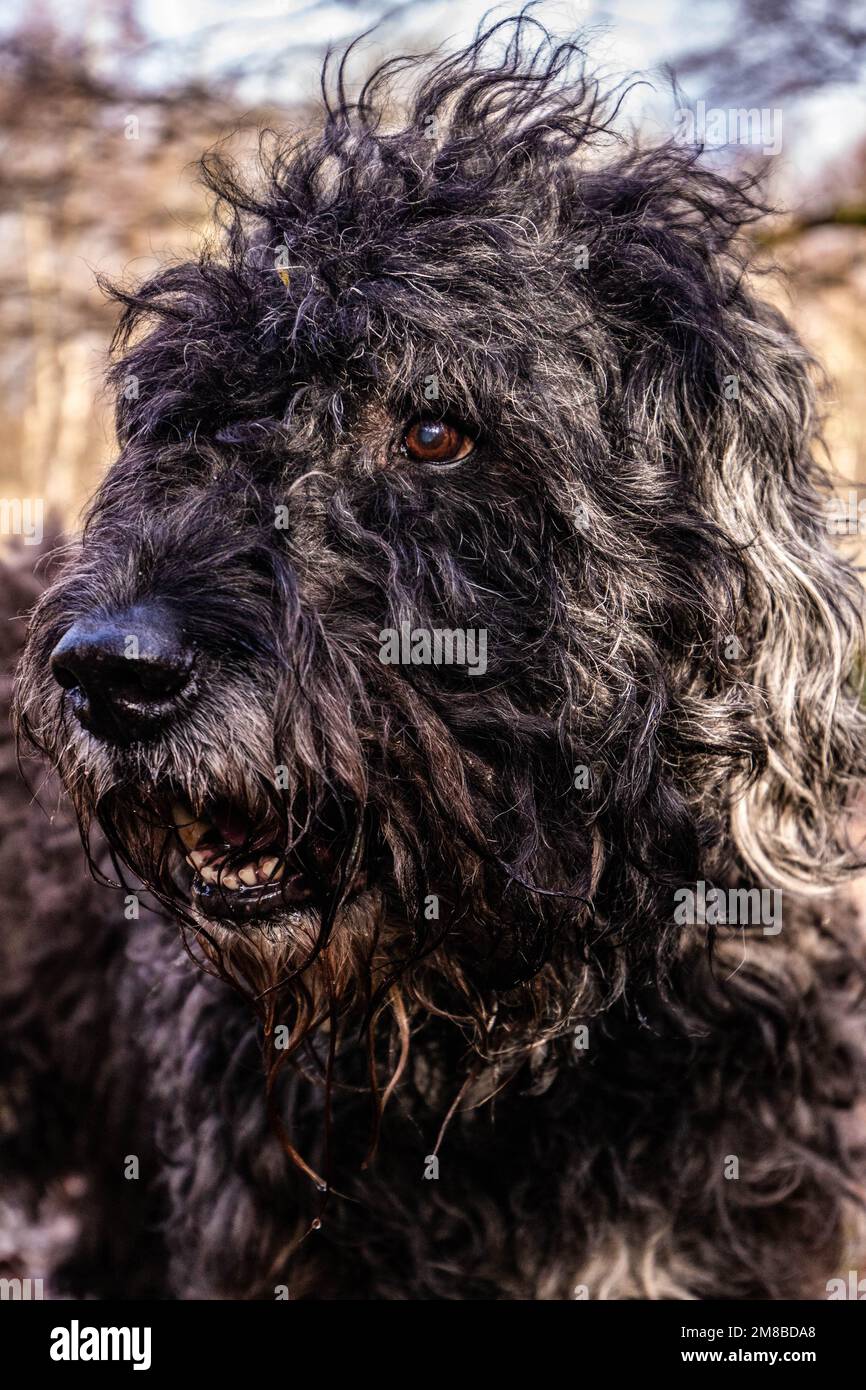Cute mucky Bouvier des Flandres dog in the woods on a sunny day Stock ...