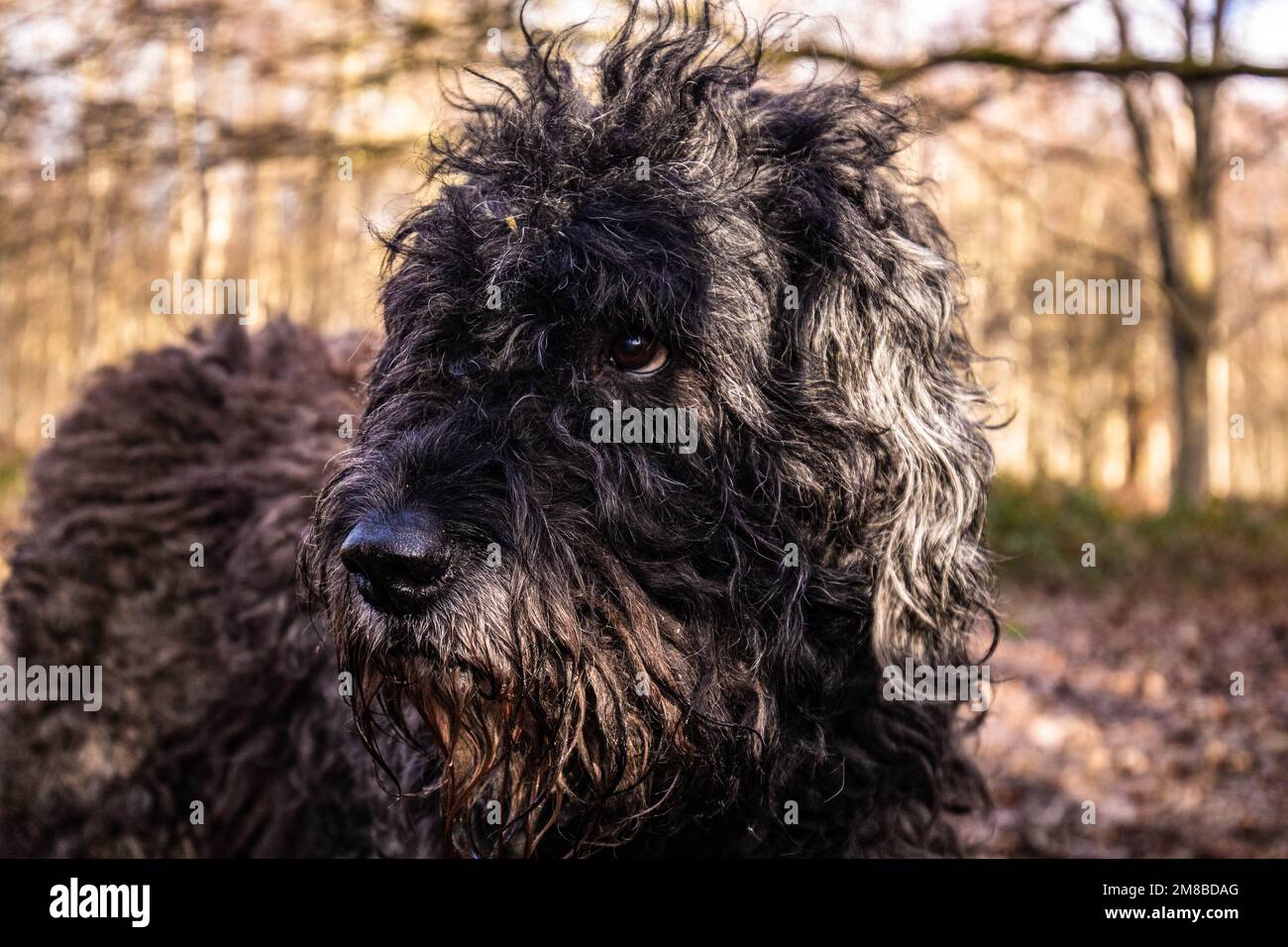 Cute mucky Bouvier des Flandres dog in the woods on a sunny day Stock ...