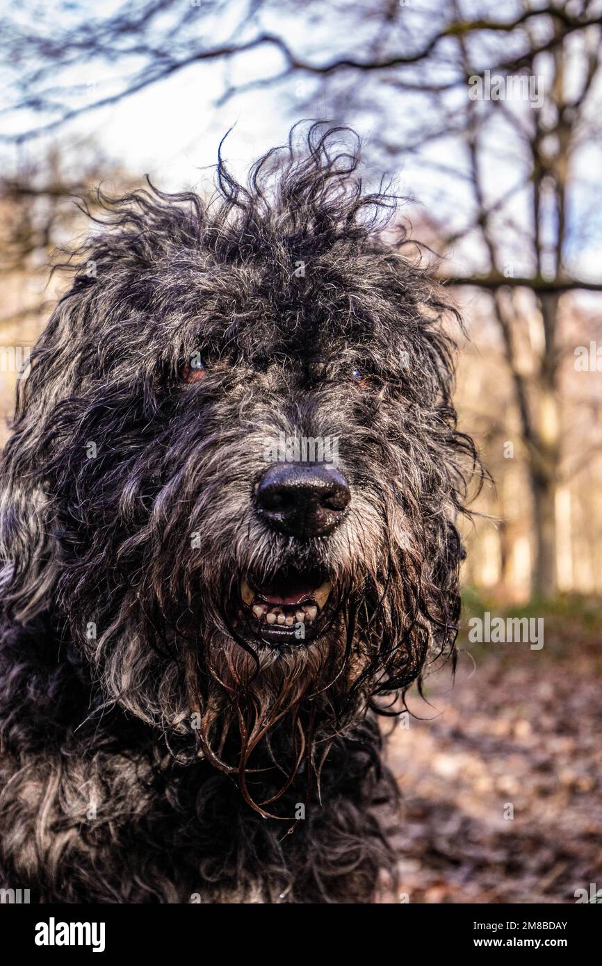 Cute mucky Bouvier des Flandres dog in the woods on a sunny day Stock ...