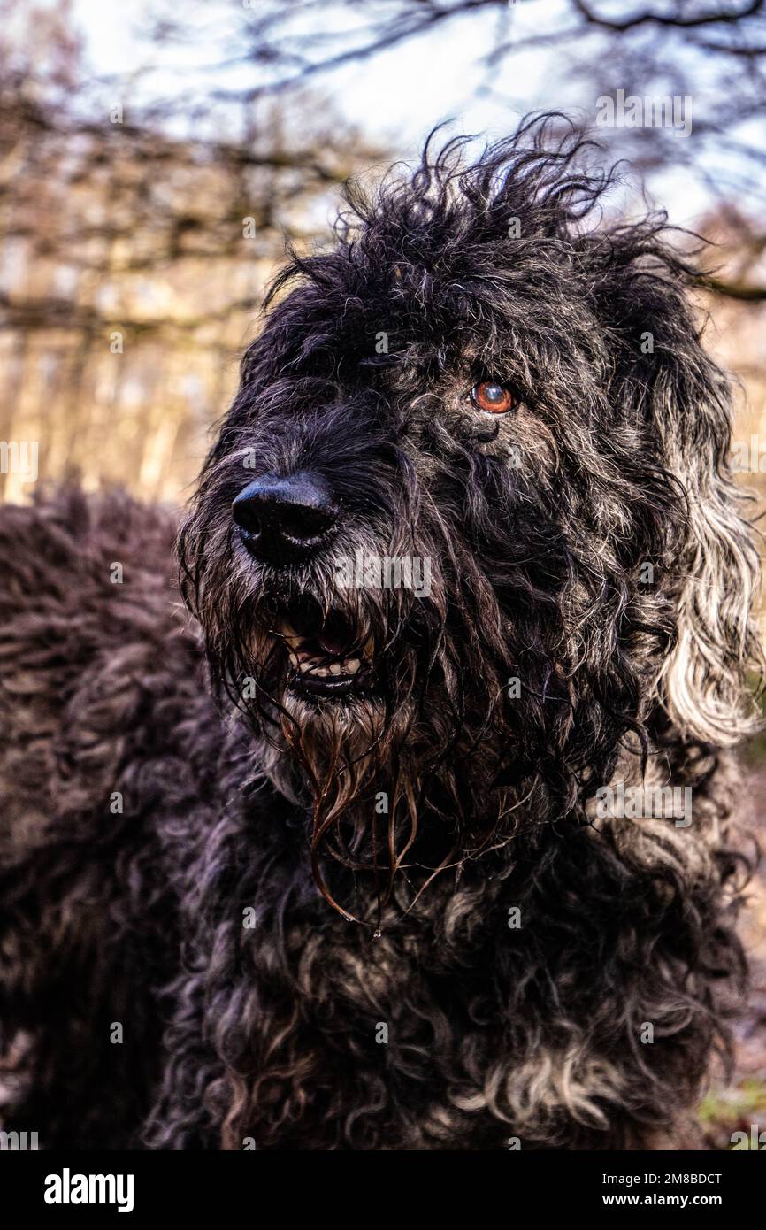 Cute mucky Bouvier des Flandres dog in the woods on a sunny day Stock ...