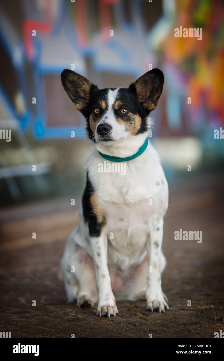 Cute cross breed dog with city background Stock Photo - Alamy