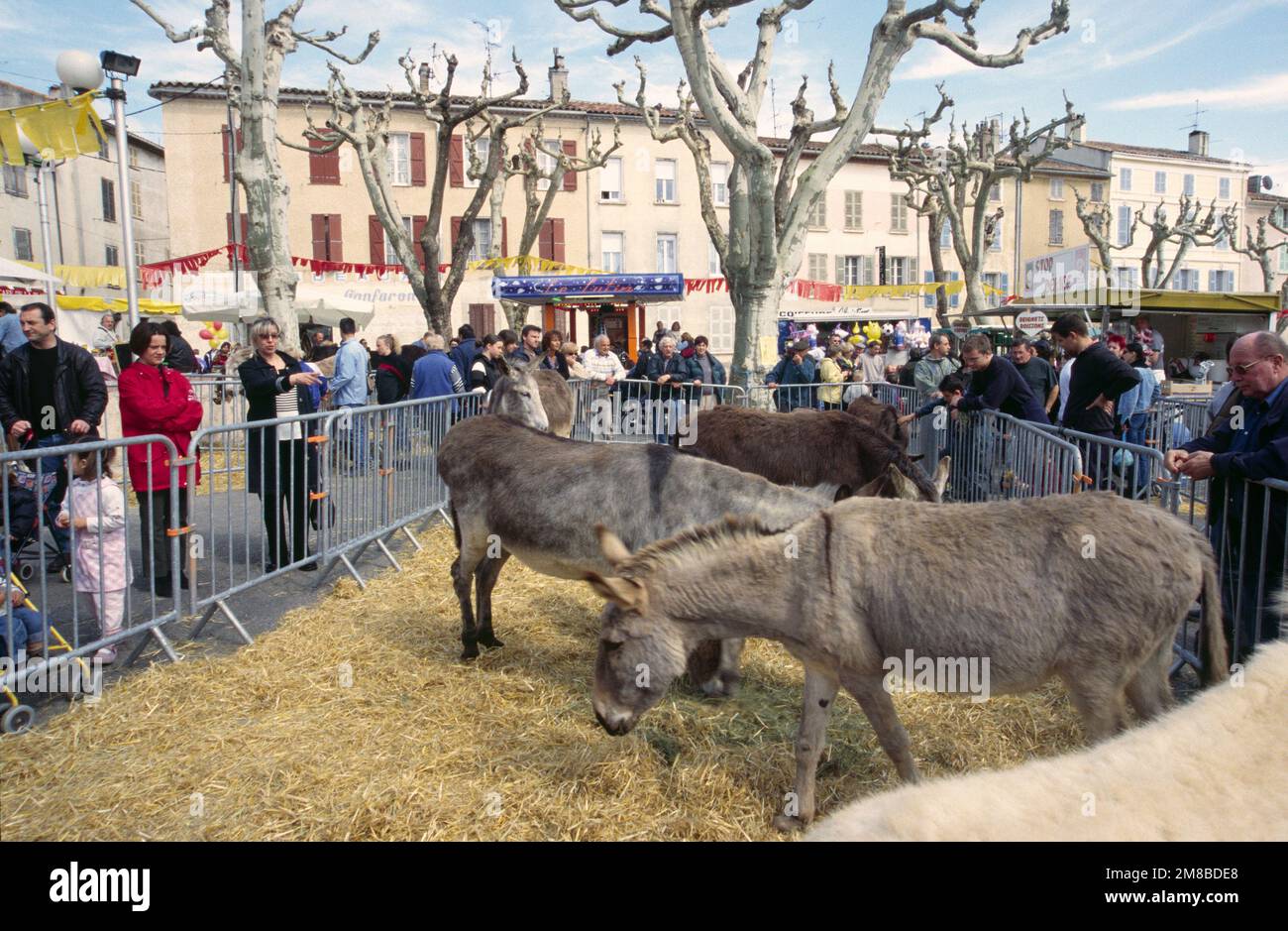 Parade of the donkey festival in Gonfaron Var Provence village wher ...