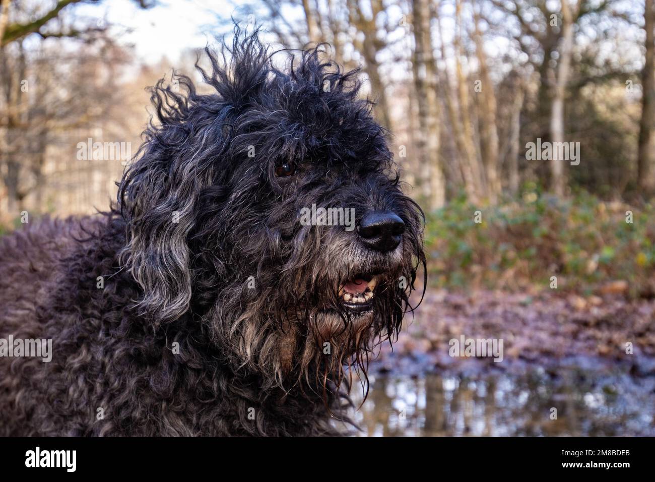 Cute mucky Bouvier des Flandres dog in the woods on a sunny day Stock ...