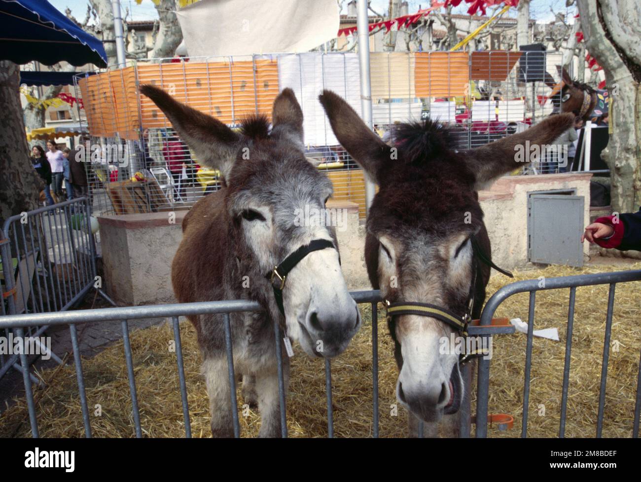 Parade of the donkey festival in Gonfaron Var Provence village wher ...