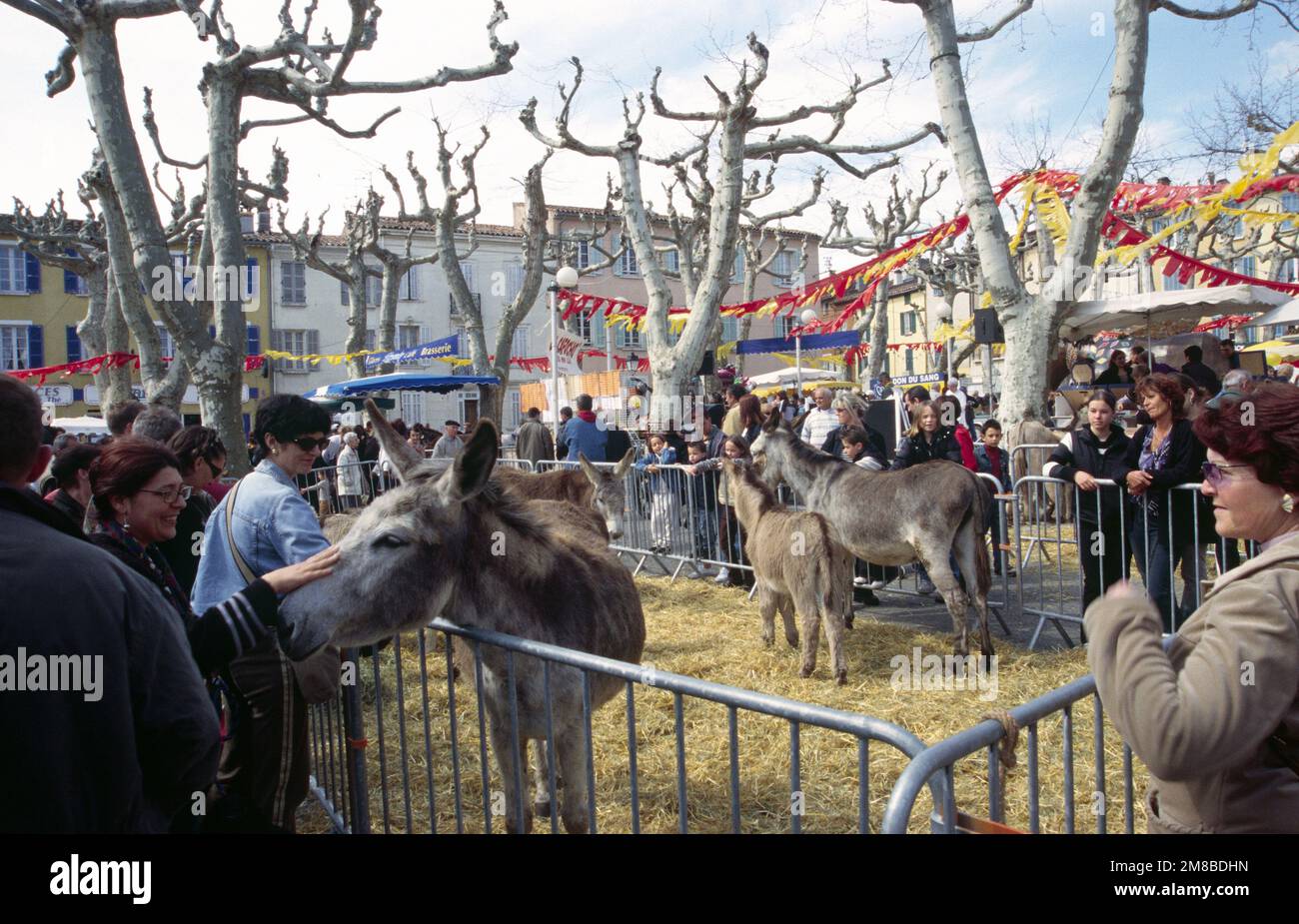 Parade of the donkey festival in Gonfaron Var Provence village wher ...