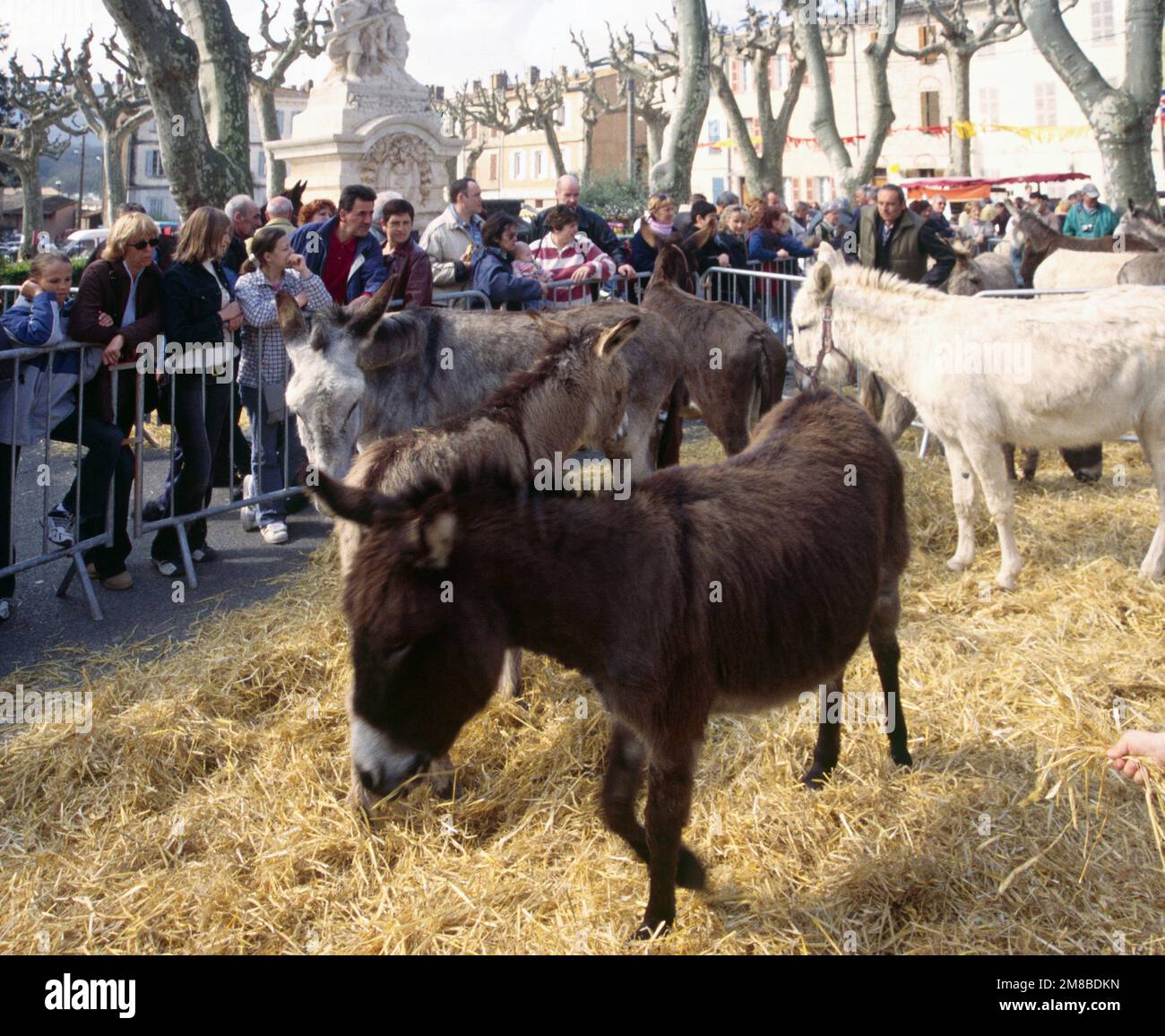 Traditional donkey festival in Gonfaron in the Var in Provence the ...