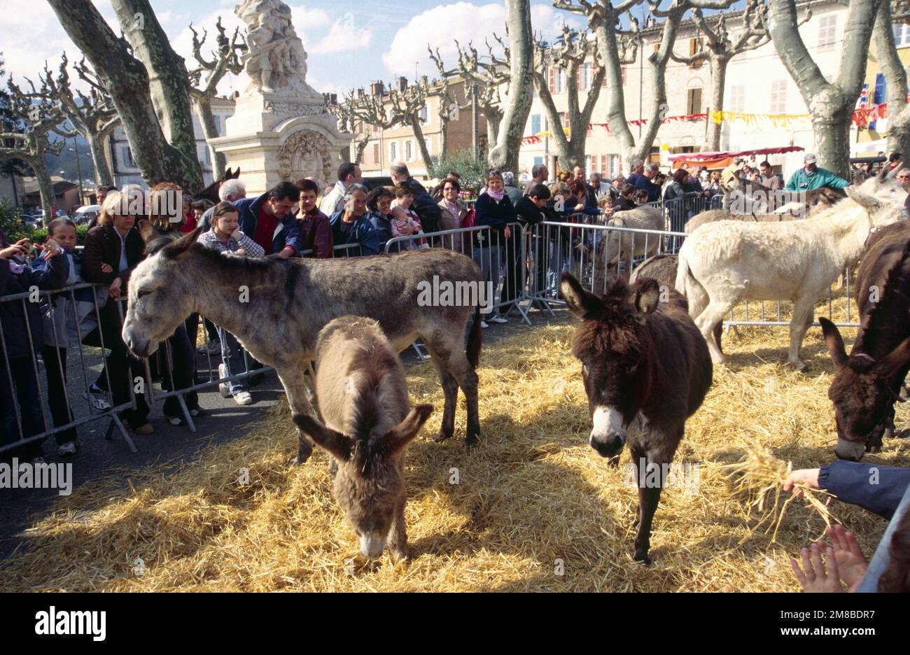 Traditional donkey festival in Gonfaron in the Var in Provence the ...