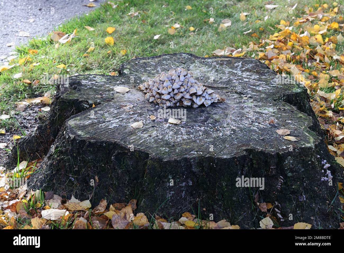 Homophron cernuum, also called Psathyrella cernua, a brittlestem ...