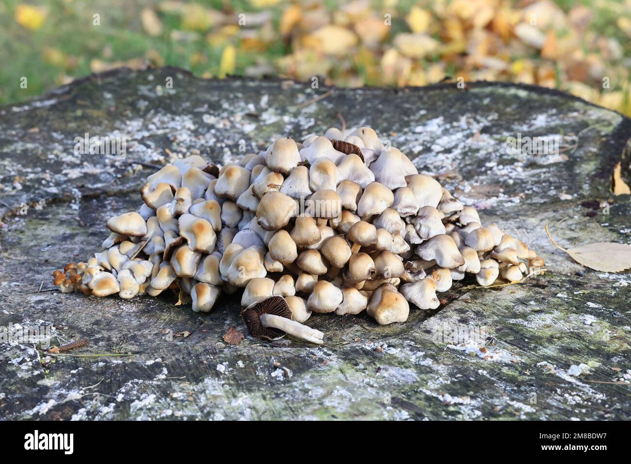 Homophron cernuum, also called Psathyrella cernua, a brittlestem ...