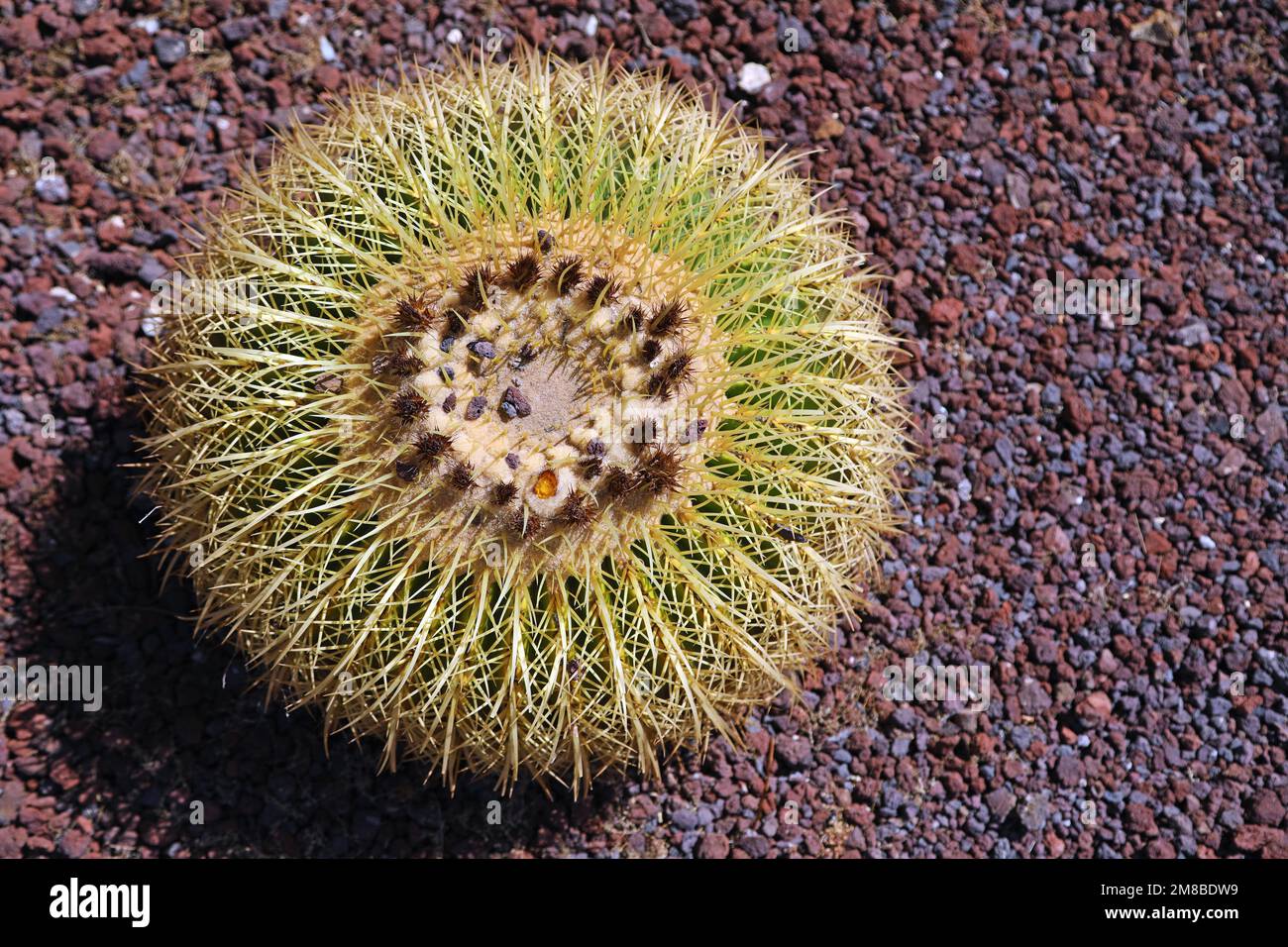 Globe-shaped cactus from above Stock Photo - Alamy