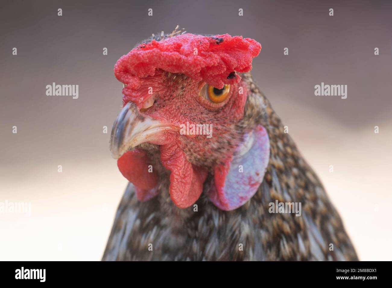 Rooster face closeup farm hi-res stock photography and images - Alamy