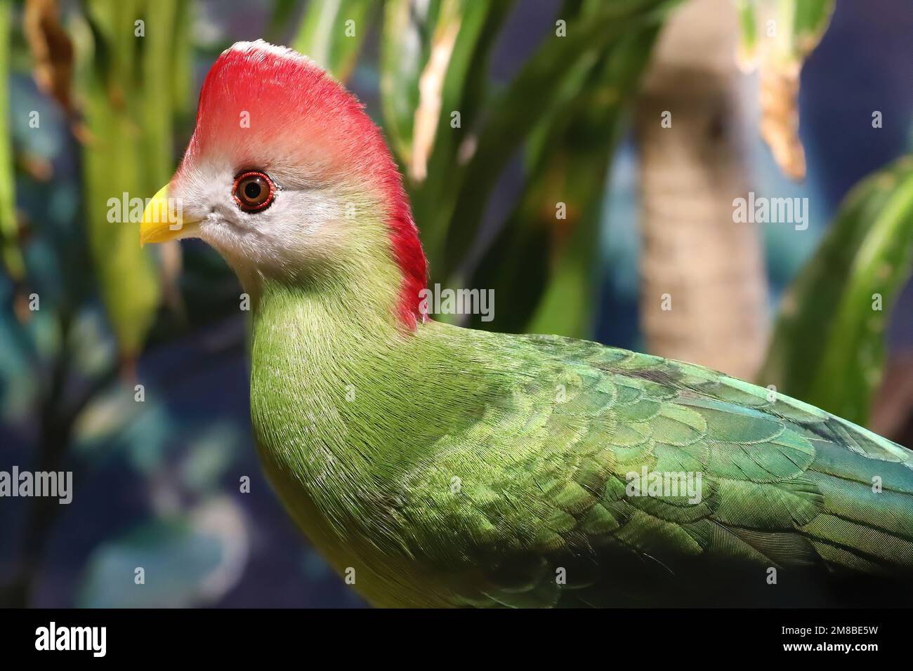 Red-crested turaco close up Stock Photo - Alamy