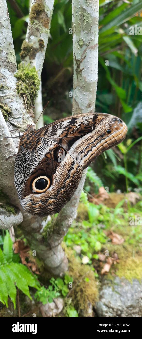 An owl butterfly perched on a tree branch in a forest Stock Photo - Alamy