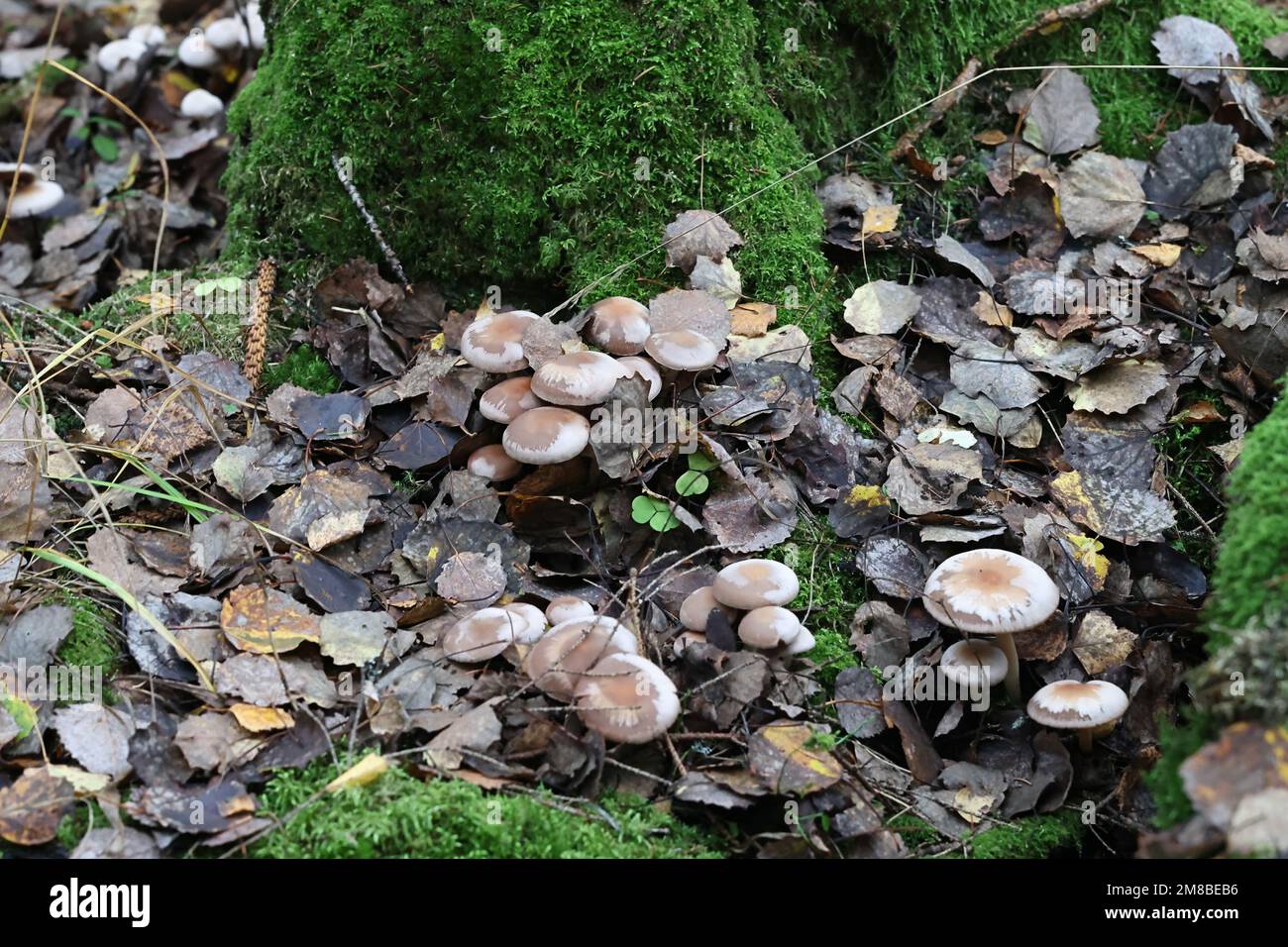Homophron spadiceum, also called Psathyrella spadicea, commonly known ...
