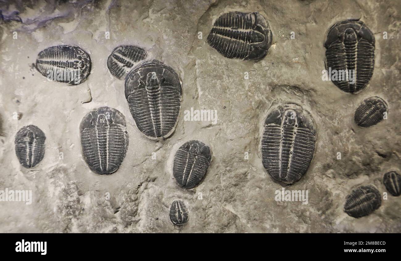 Marine fossils hi-res stock photography and images - Alamy