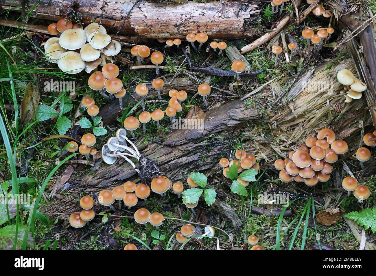 Hypholoma marginatum, known as the snakeskin brownie, wild mushroom ...