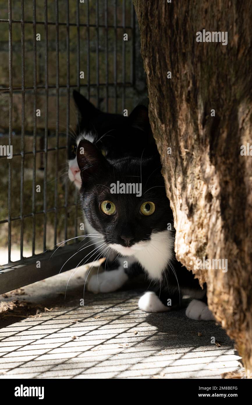 Two black and white tuxedo cats - european shorthair - hiding behind a ...