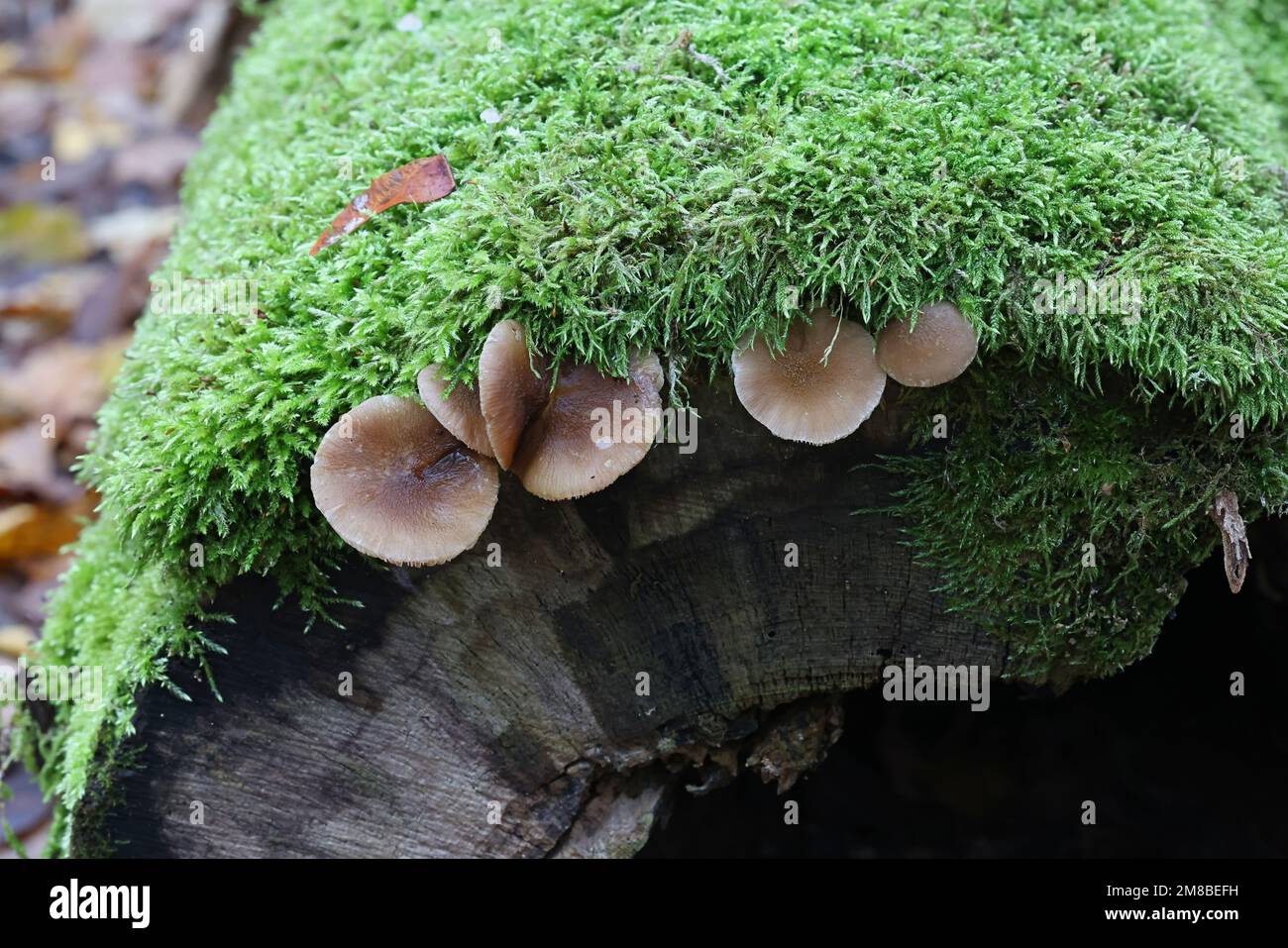 Pluteus phlebophorus, commonly known as wrinkled shield, wild mushroom ...