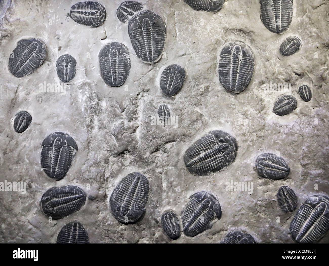 Fossil background hi-res stock photography and images - Alamy