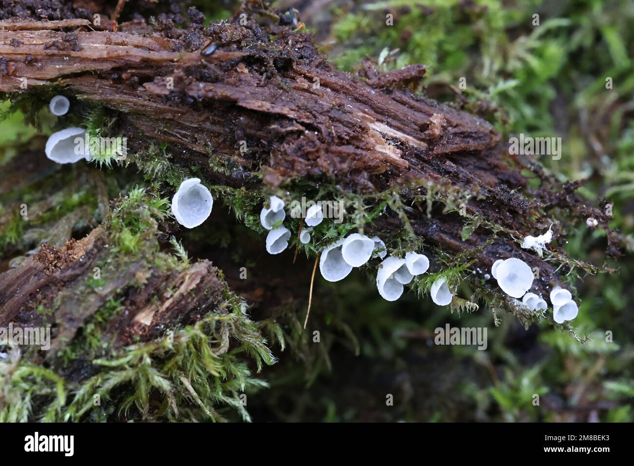 Rimbachia neckerae, tiny white cup fungus from Finland, no common ...