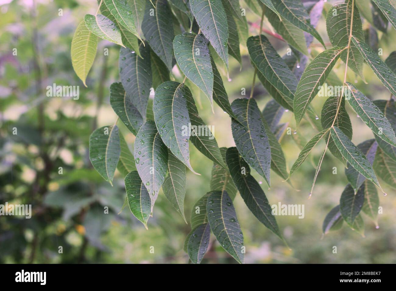 Wet green leaves growing in the sunny summer meadow Stock Photo - Alamy