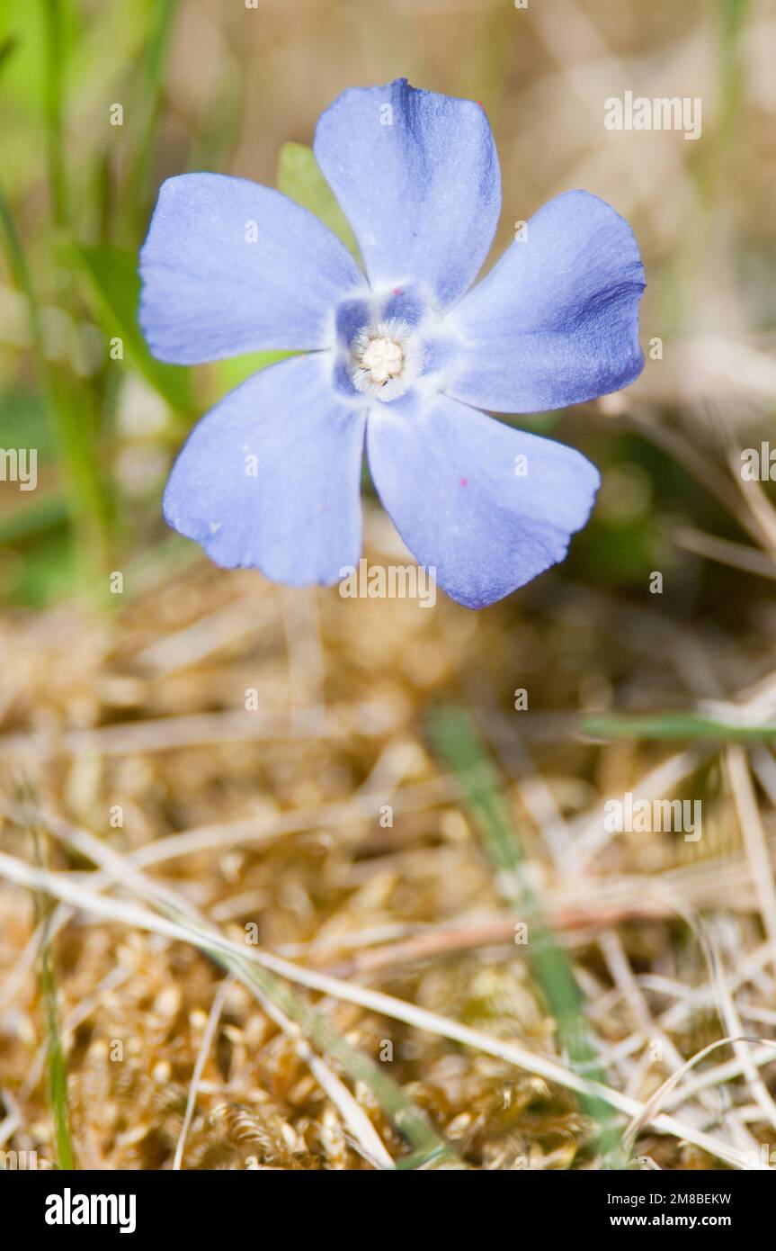 Periwinkle wildflowers hi-res stock photography and images - Alamy