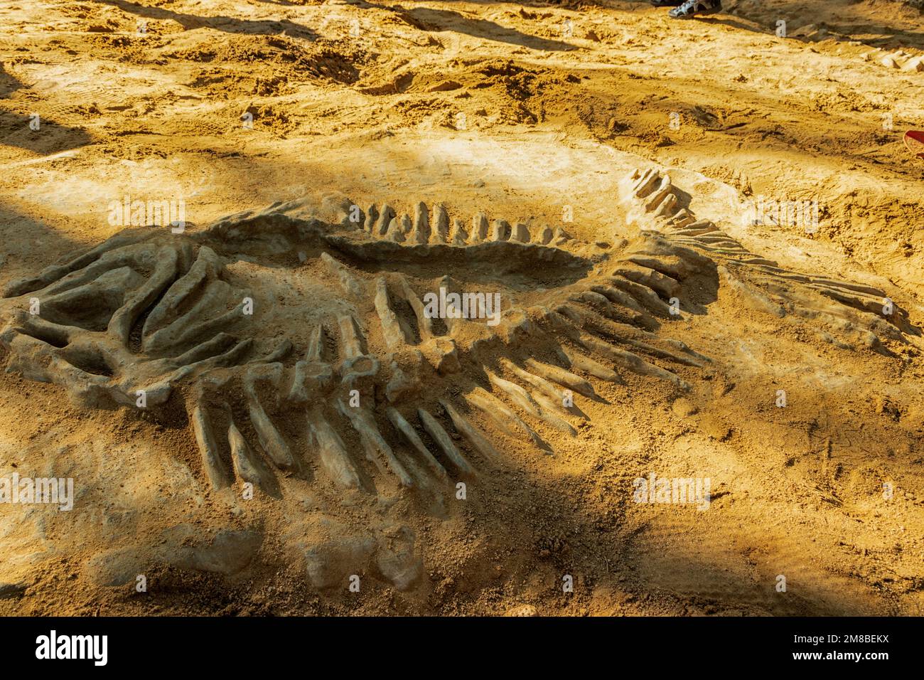 Fossilized bones of a skeleton in the sand. The photo was taken in ...