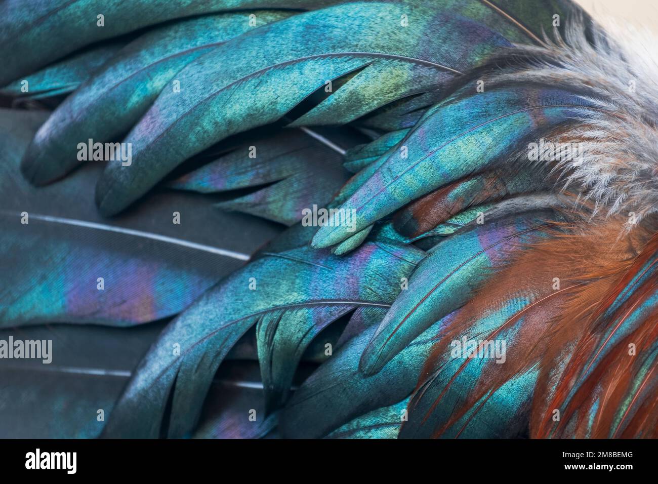 A closeup shot of bright blue bird feathers isolated on a pink ...