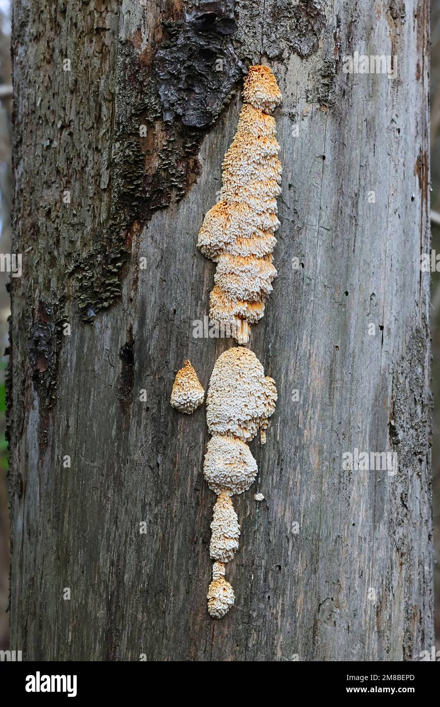 Pycnoporellus alboluteus, commonly known as the orange sponge polypore ...