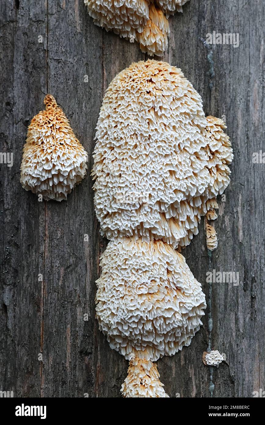 Pycnoporellus alboluteus, commonly known as the orange sponge polypore ...