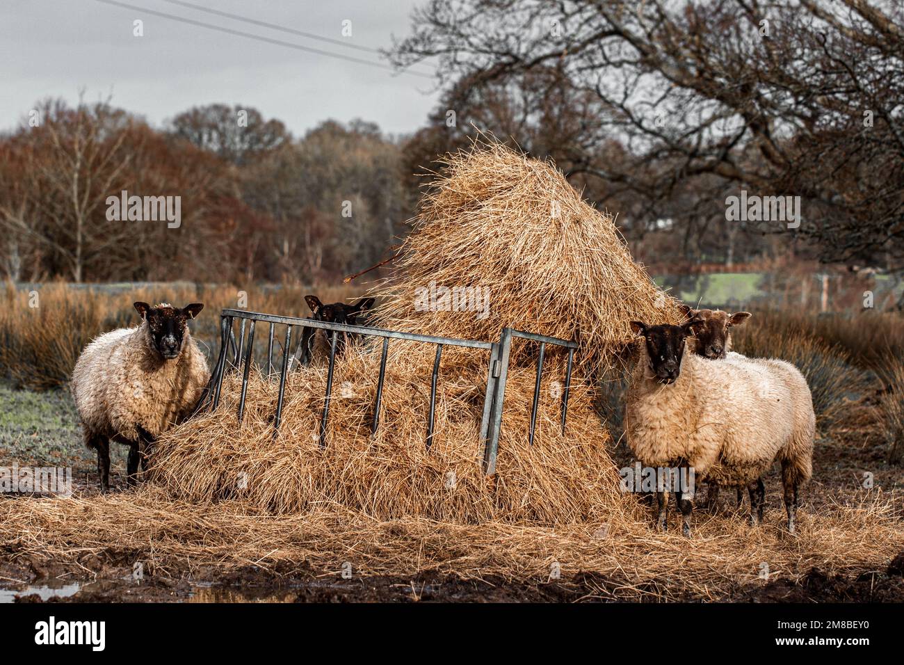 Flock of sheep grazing in thier field on a cloudy day Stock Photo - Alamy