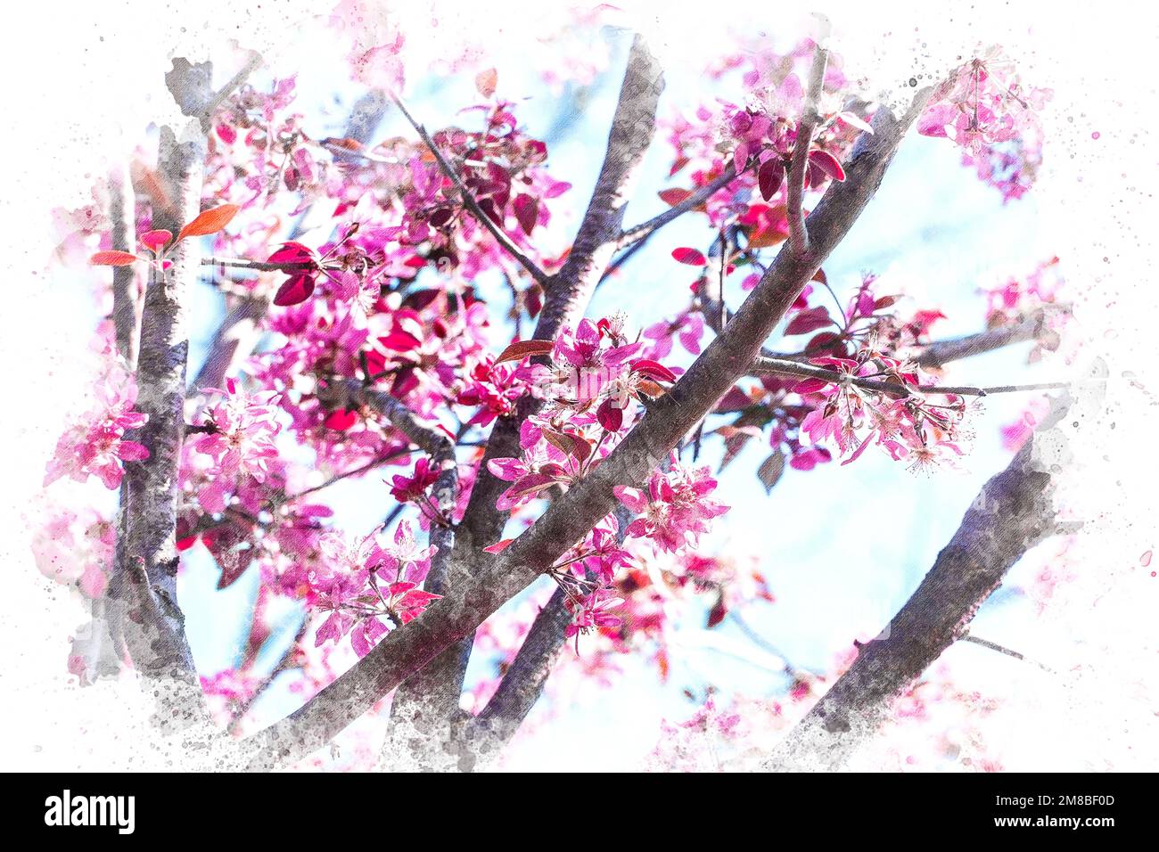 Watercolor painting of cherry blossom. Watercolor art springtime ...