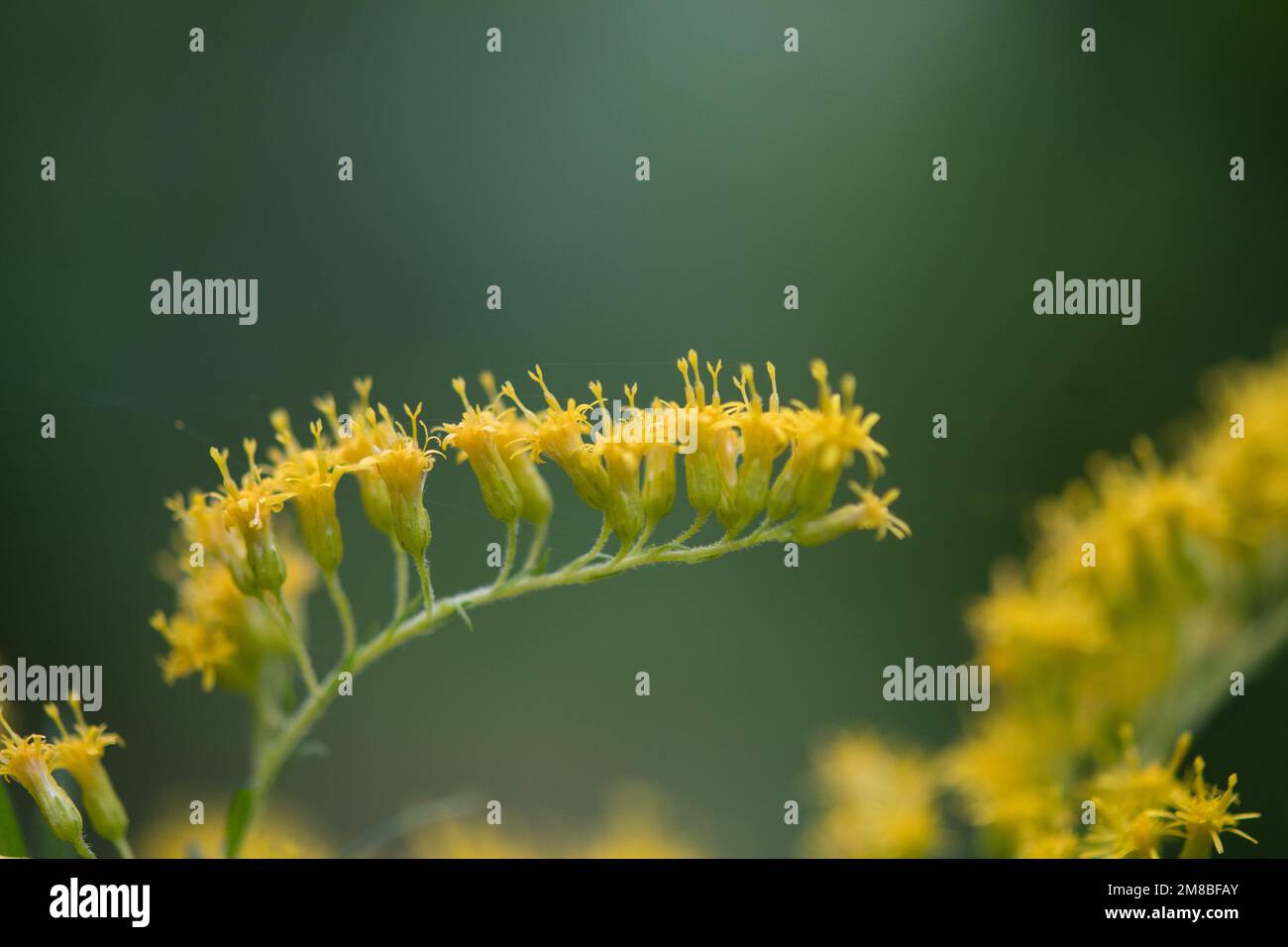 Common Goldenrod stalk with multiple blossoms sprouting upwards Stock ...