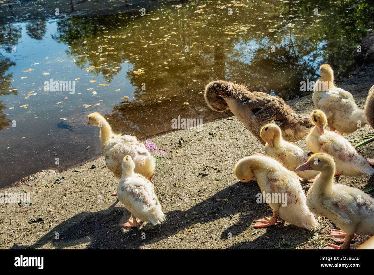 Domestic ducks on the shore of the reservoir. The photo was taken in ...