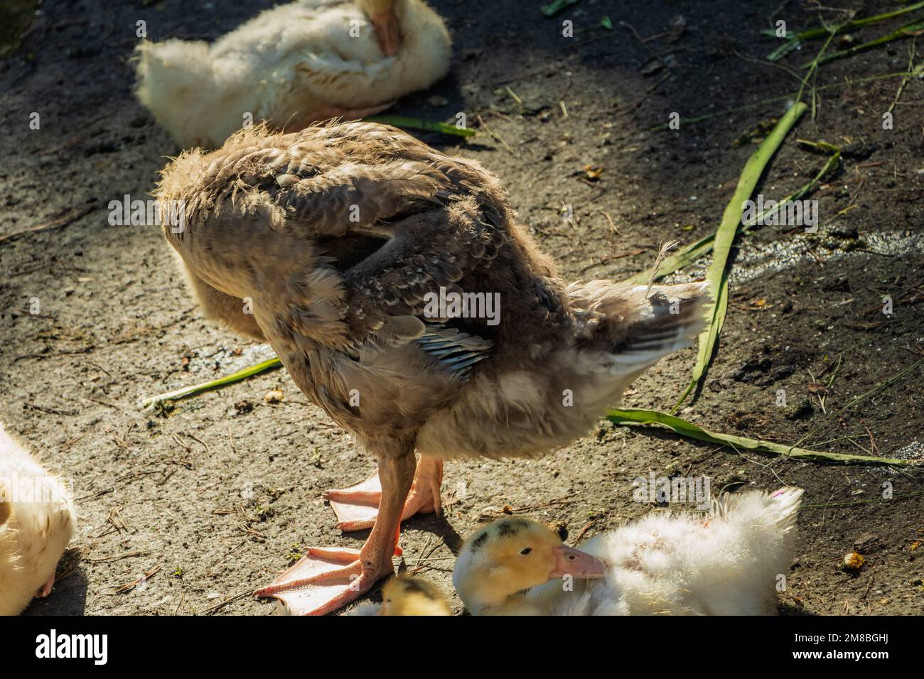 Domestic ducks on the shore of the reservoir. The photo was taken in ...
