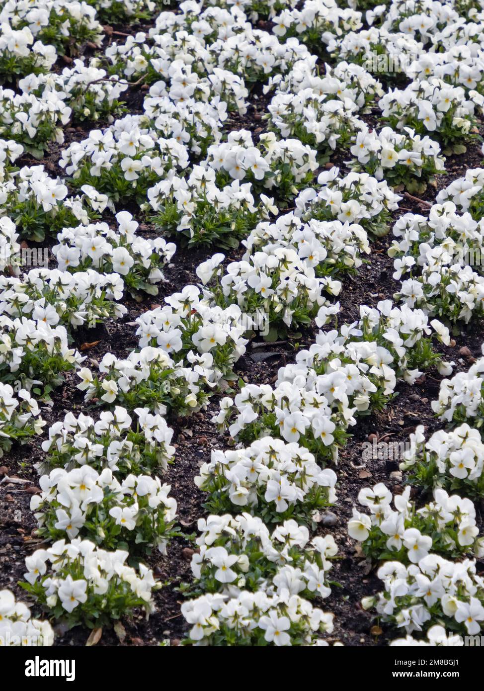 Flower bed with white flowering horned violets (Viola cornuta) laid out ...