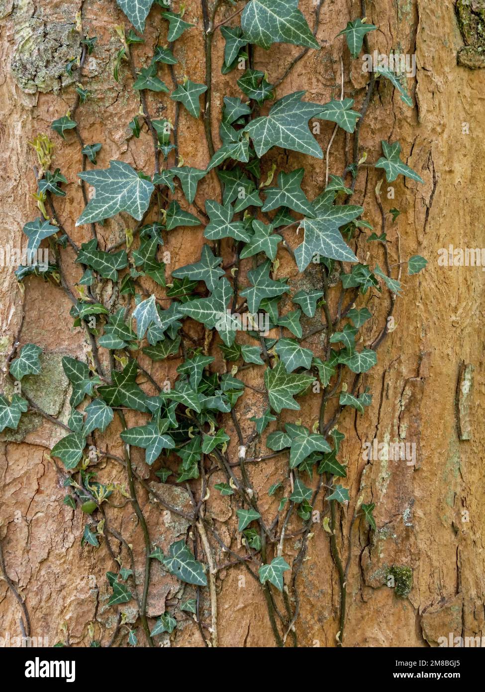 Close-up of evergreen ivy (Hedera helix) growing on tree trunk Stock ...