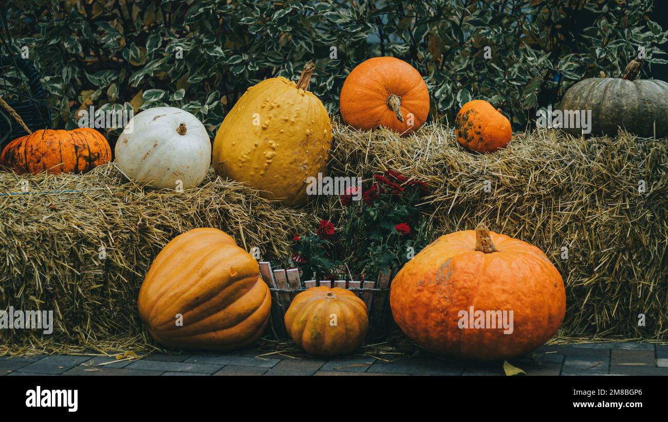 Various pumpkin shapes hi-res stock photography and images - Alamy