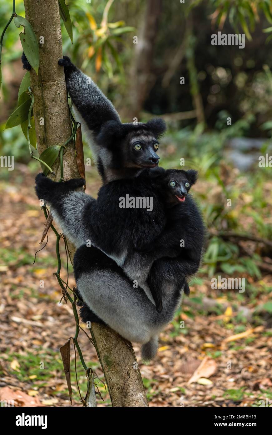 Indri - Indri indri, rain forest Madagascar east coast, Cute primate ...