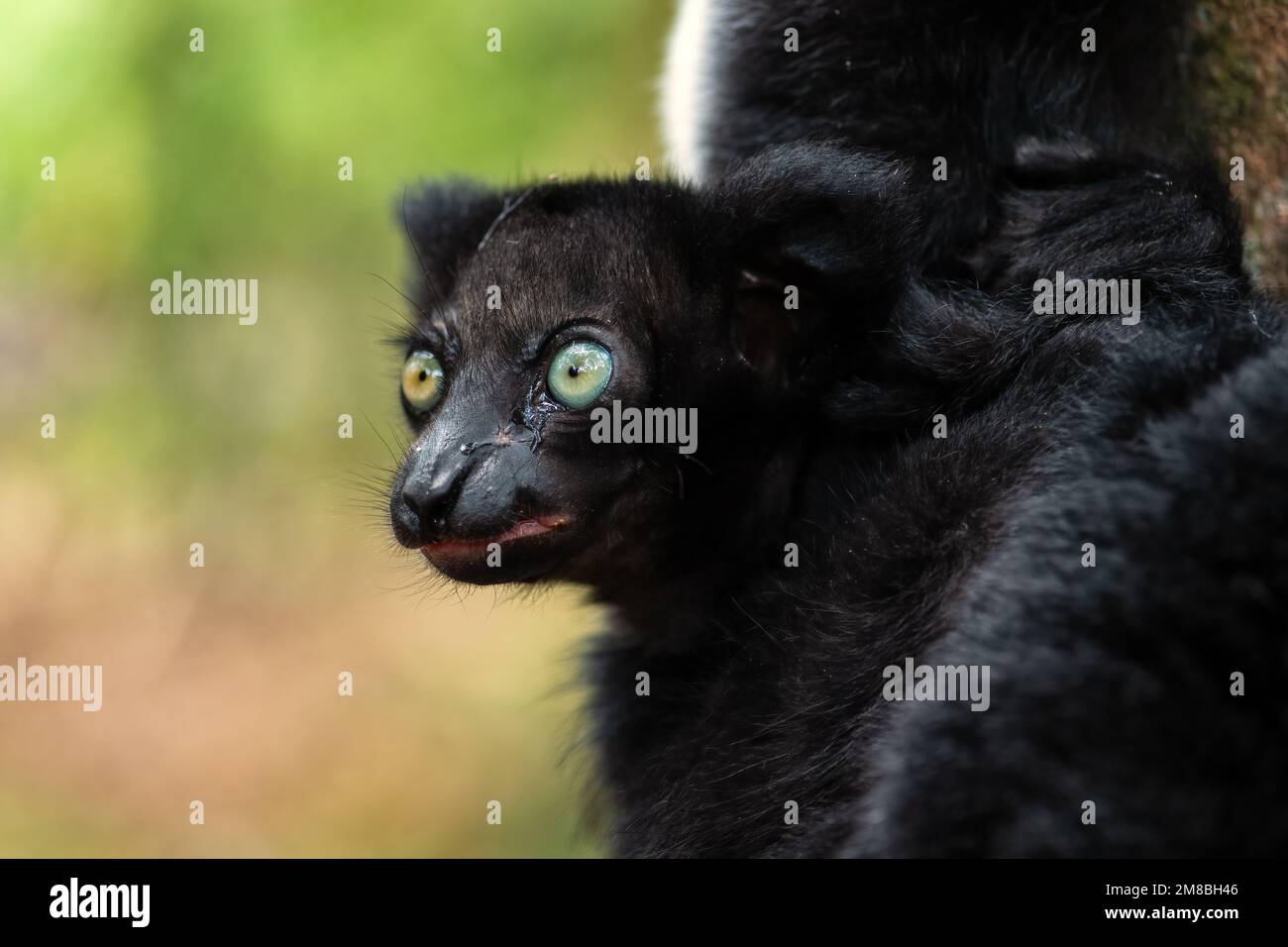 Indri - Indri indri, rain forest Madagascar east coast, Cute primate ...