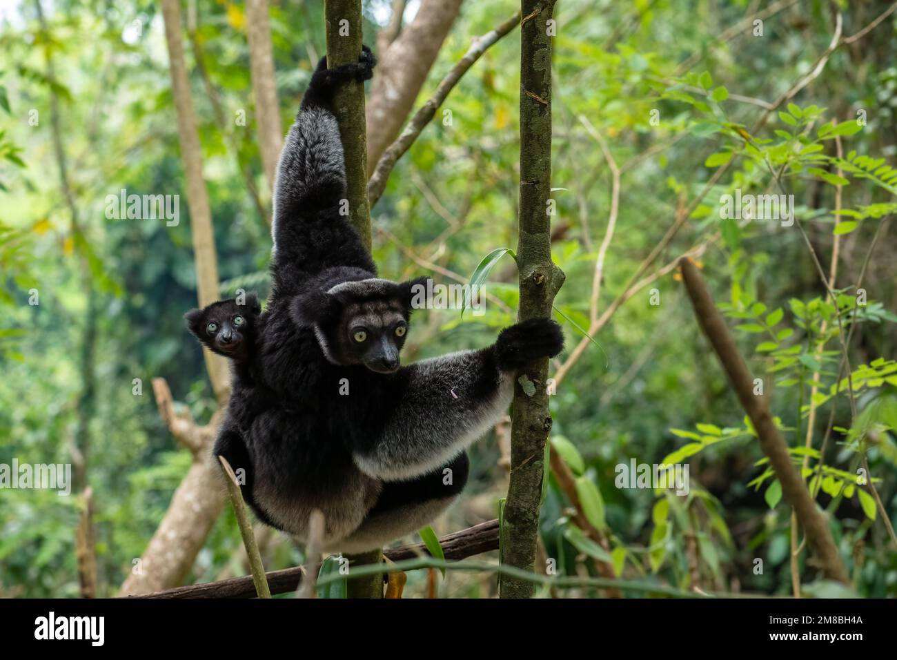 Indri - Indri indri, rain forest Madagascar east coast, Cute primate ...
