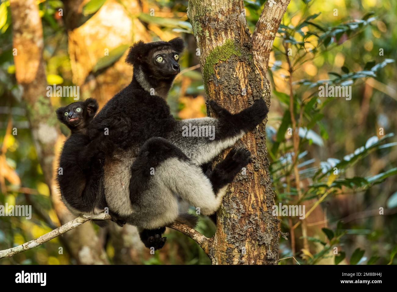 Indri - Indri indri, rain forest Madagascar east coast, Cute primate, Madagascar endemite. The ...