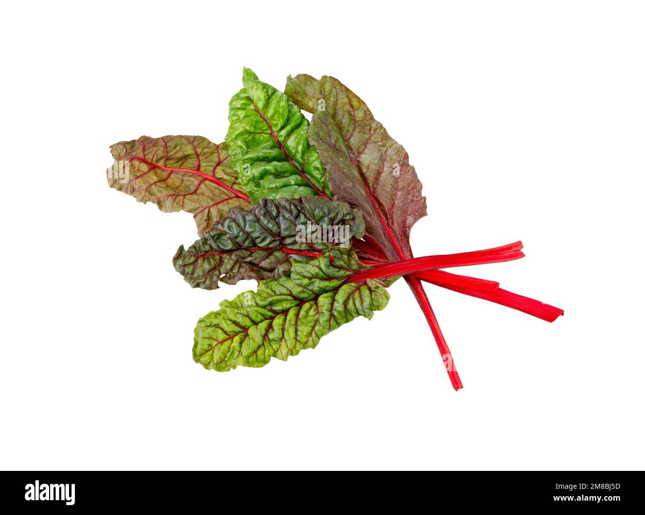 Beet leaves. Beetroot leaves, fresh beet leaf isolated on white ...