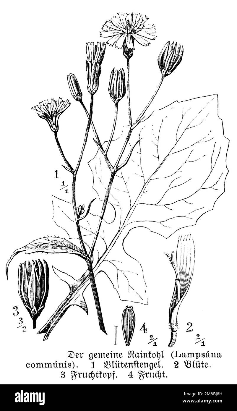 common nipplewort, Lapsana communis, anonym (botany book, 1888 ...