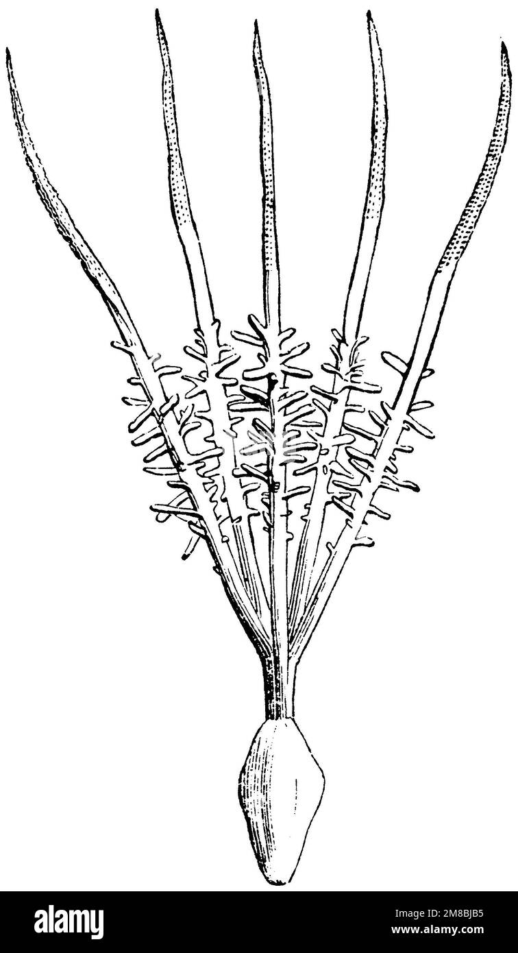 Narbe re Black and White Stock Photos & Images - Alamy