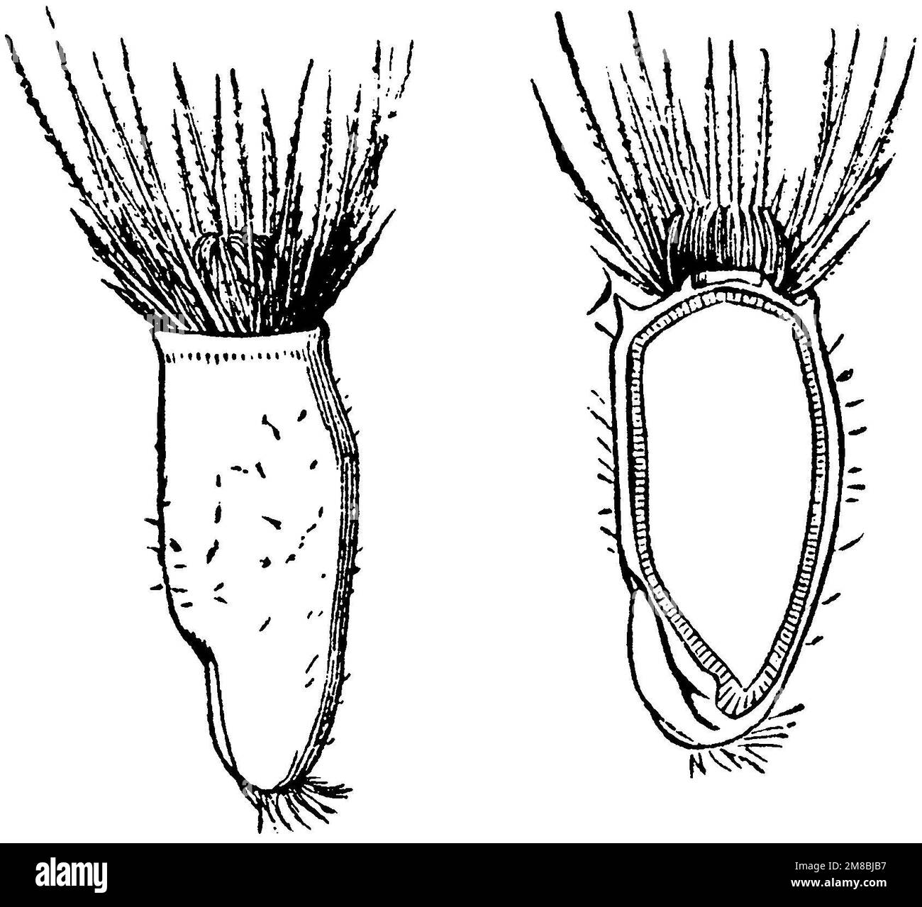 Centaurea cyanus, Closure fruit whole and in longitudinal section ...