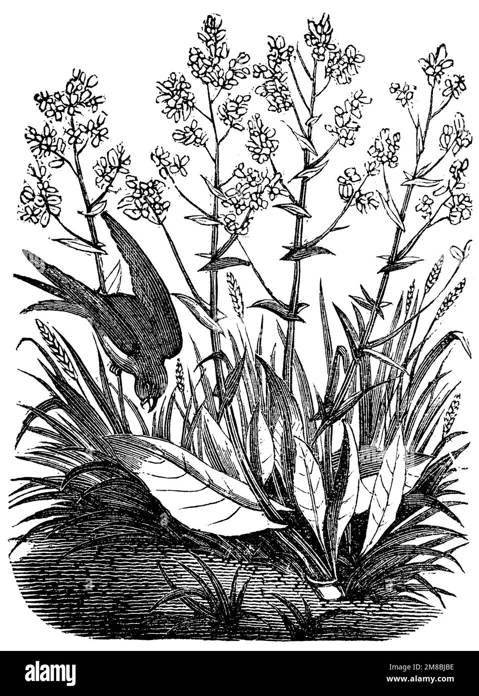 Glastum Cut Out Stock Images & Pictures - Alamy