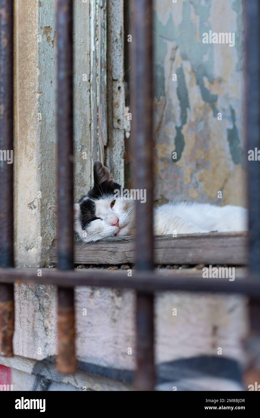 Istanbul cat hi-res stock photography and images - Alamy