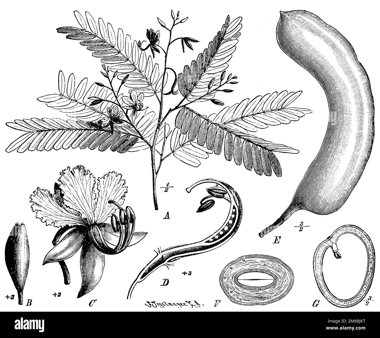 tamarind, A flowering branch, B flower bud, C flower, D reproductive ...